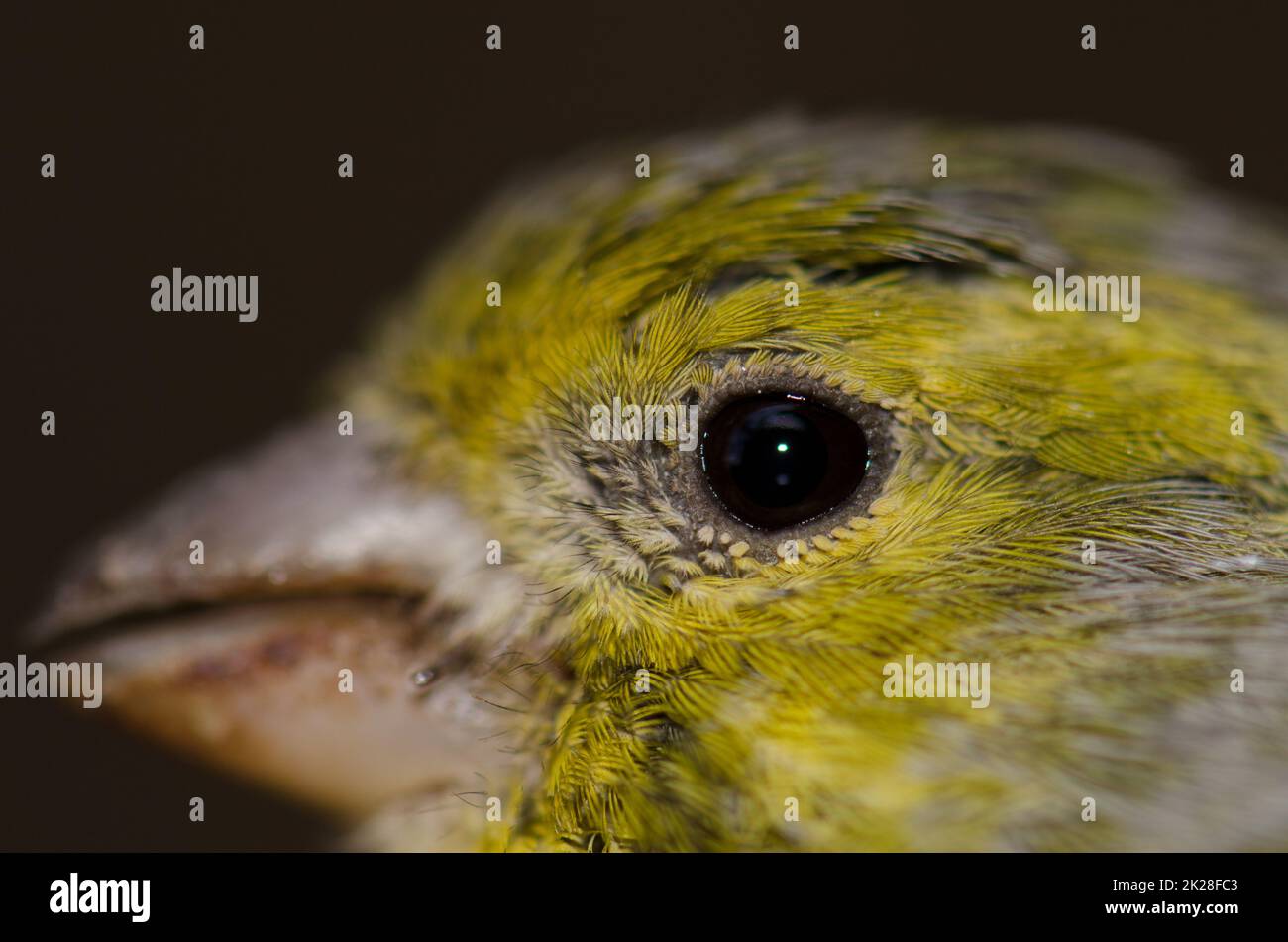 Atlantic canaries serinus canaria hi-res stock photography and images ...