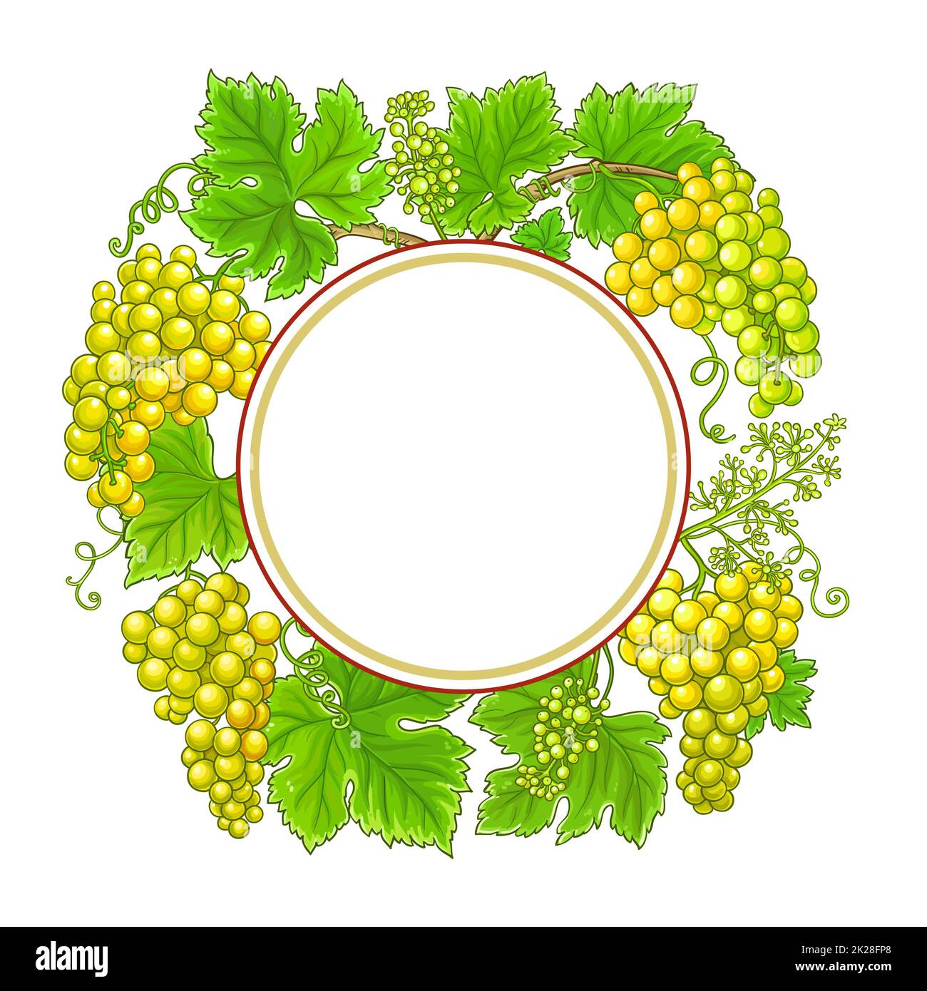grapes branches vector frame on white background Stock Photo - Alamy