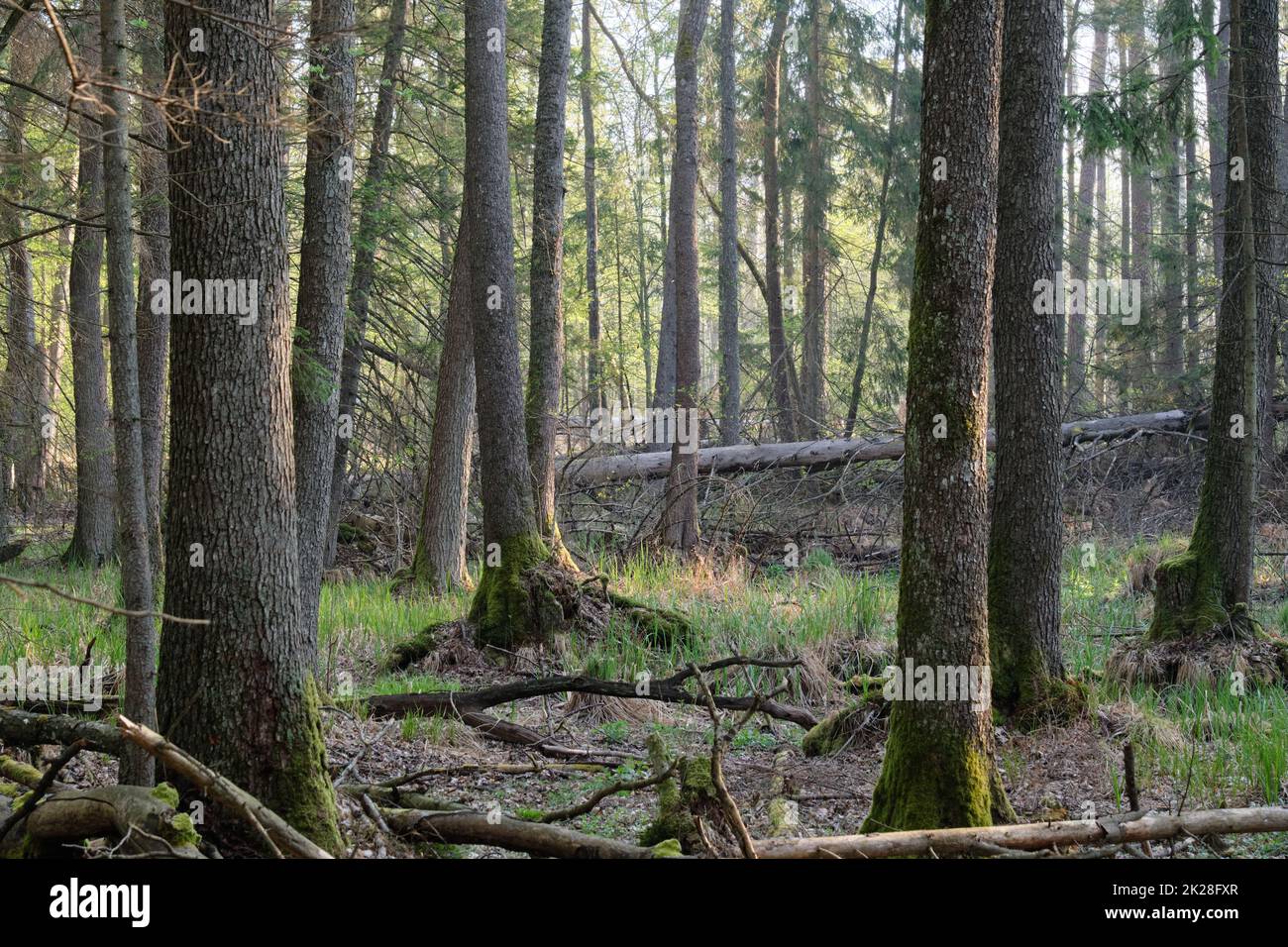 Alder tree deciduous stand in morning Stock Photo - Alamy