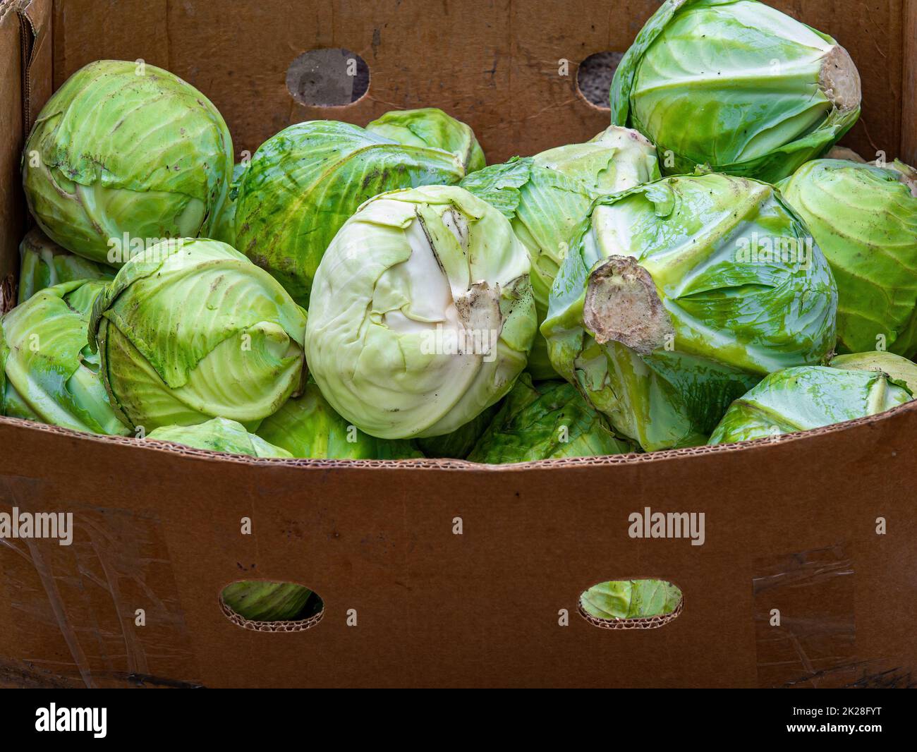 Harvest of cabbage in a cardboard box Stock Photo - Alamy