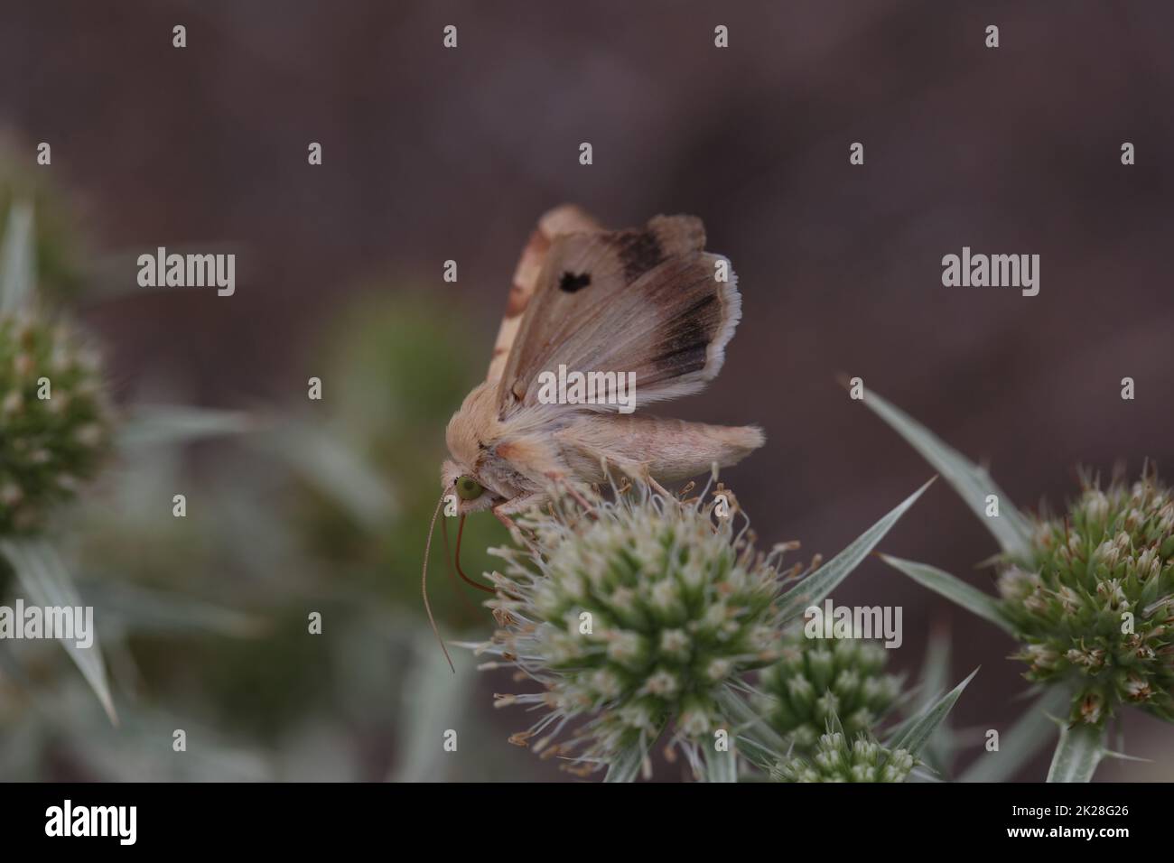 bordered straw moth pollinating a flower Stock Photo - Alamy