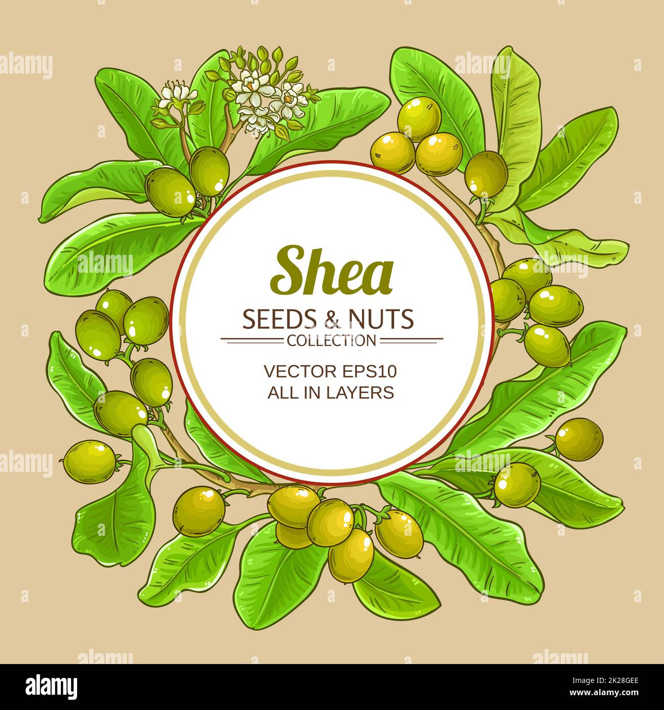 shea vector frame Stock Photo - Alamy
