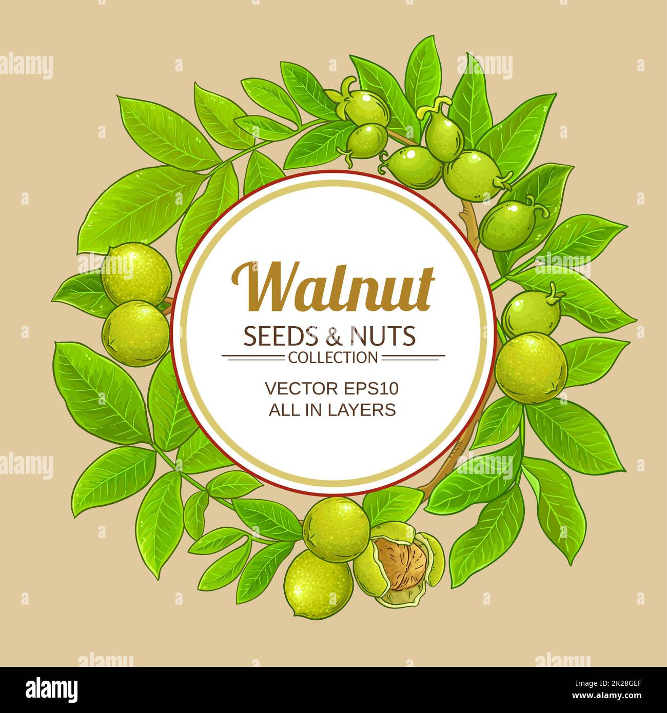 Walnut cartoon hi-res stock photography and images - Alamy