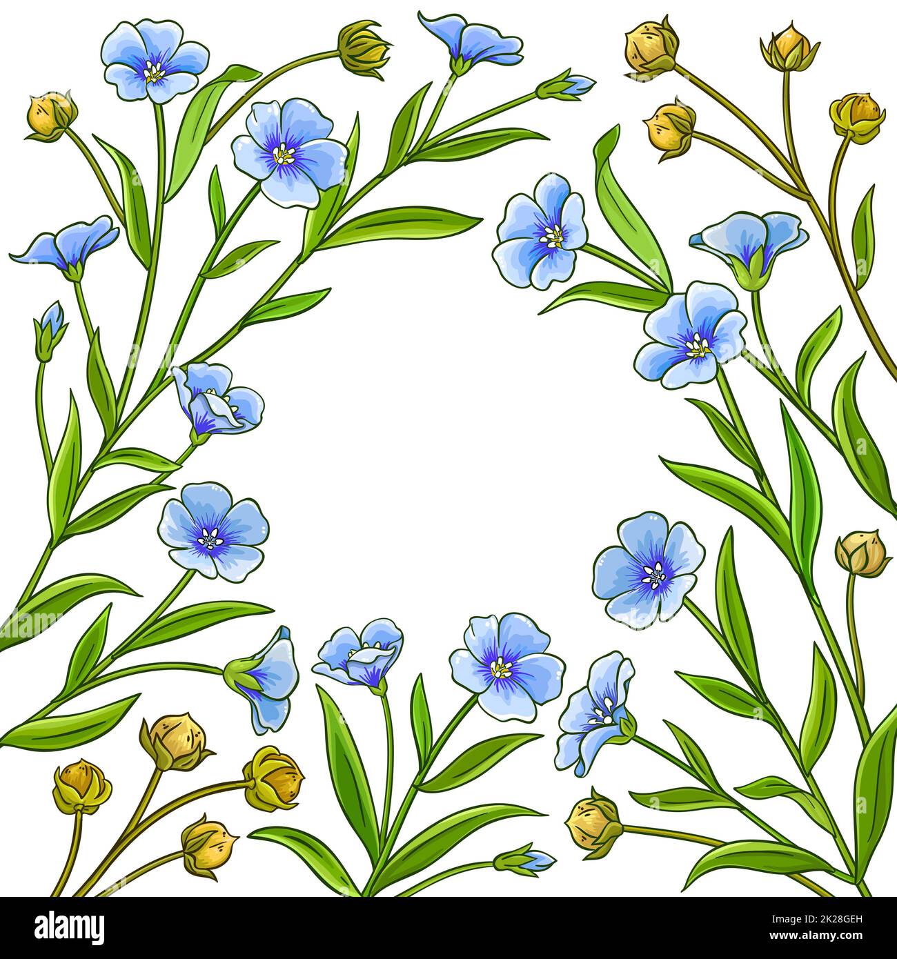 flax plant vector frame on white background Stock Photo - Alamy