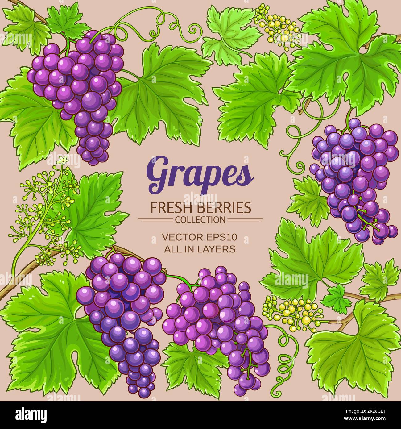 grapes branches vector frame on color background Stock Photo - Alamy
