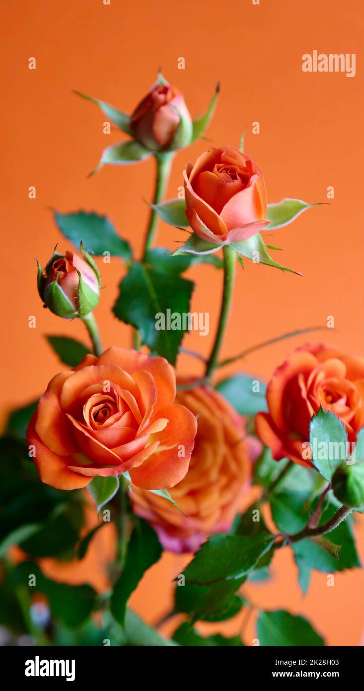 Orange rose flowers Stock Photo - Alamy