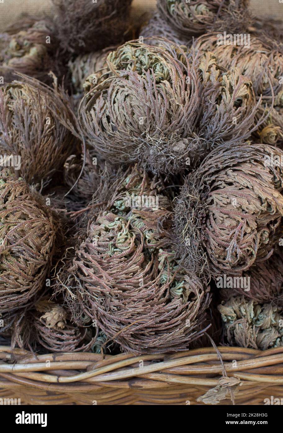 Viva plants hi-res stock photography and images - Alamy