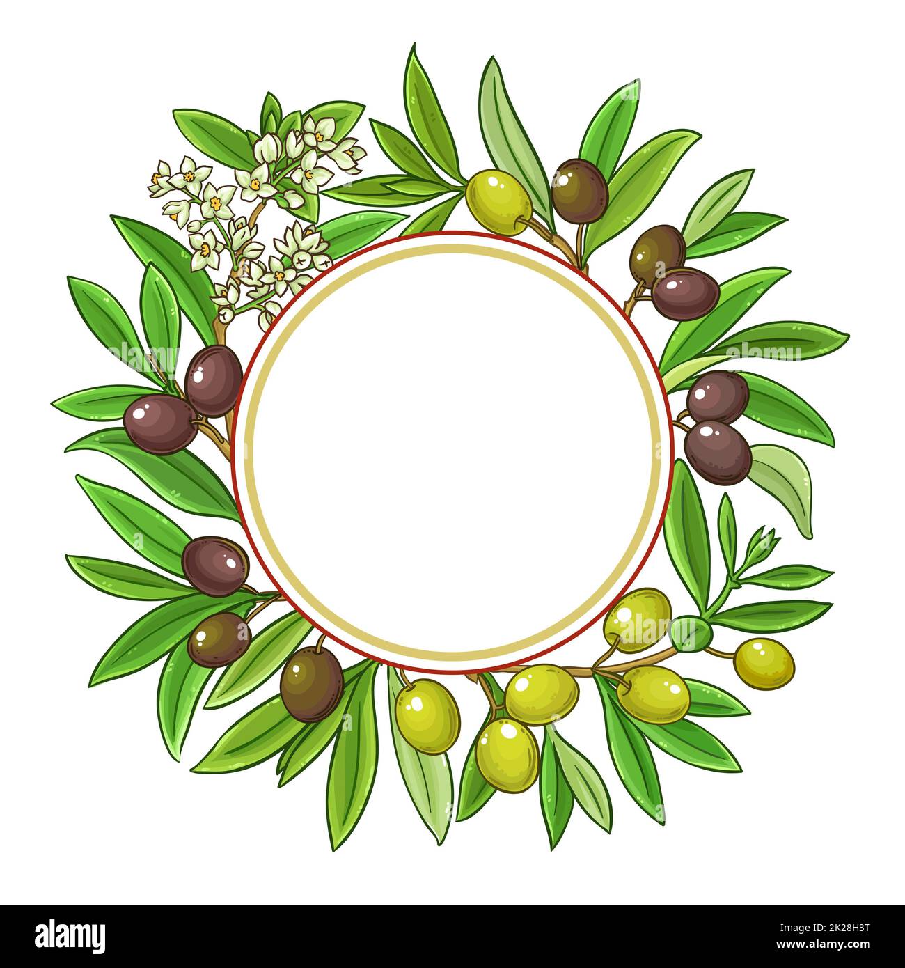 olive branches vector frame on white background Stock Photo - Alamy