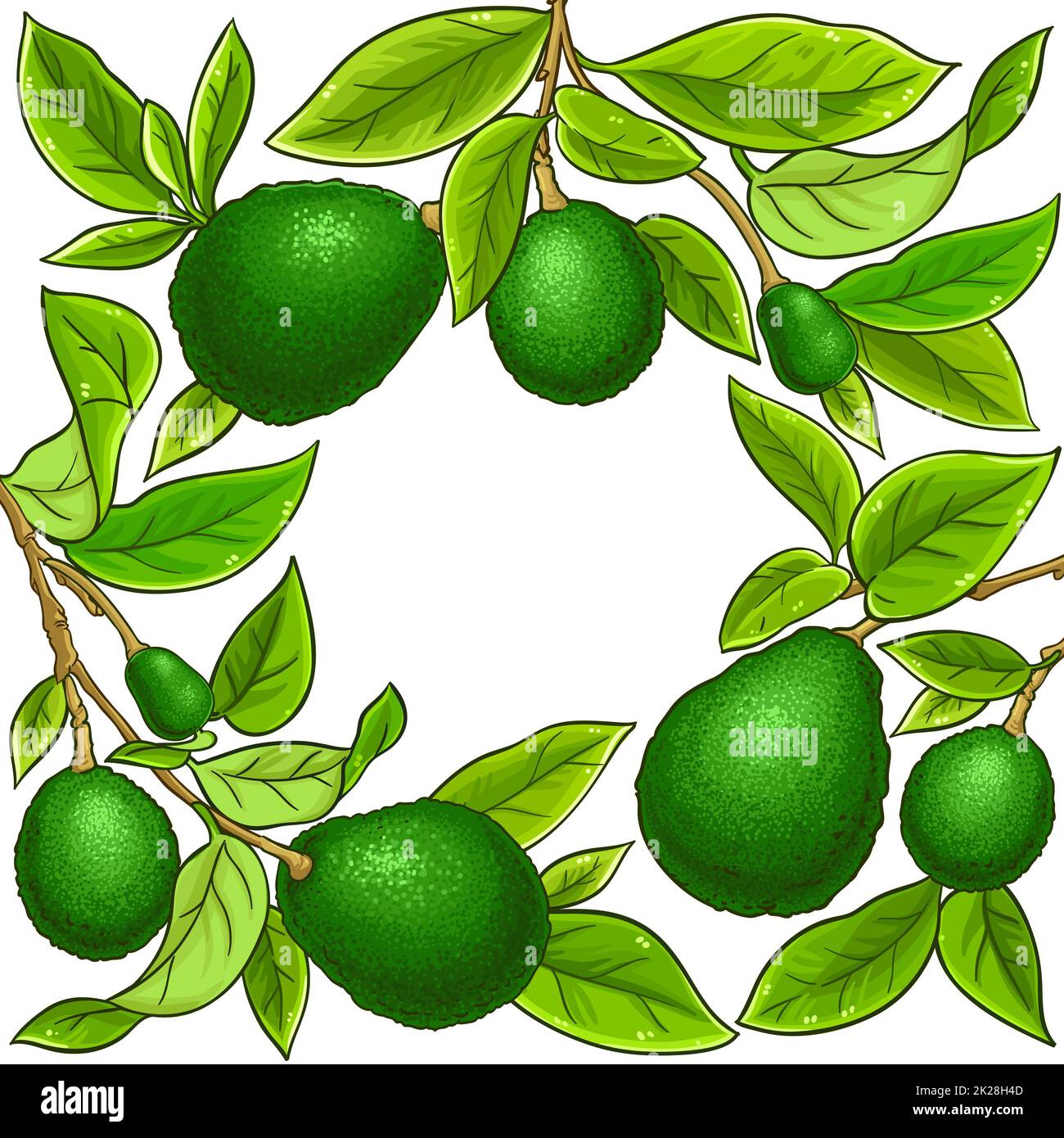 avocado branches vector frame on white background Stock Photo - Alamy