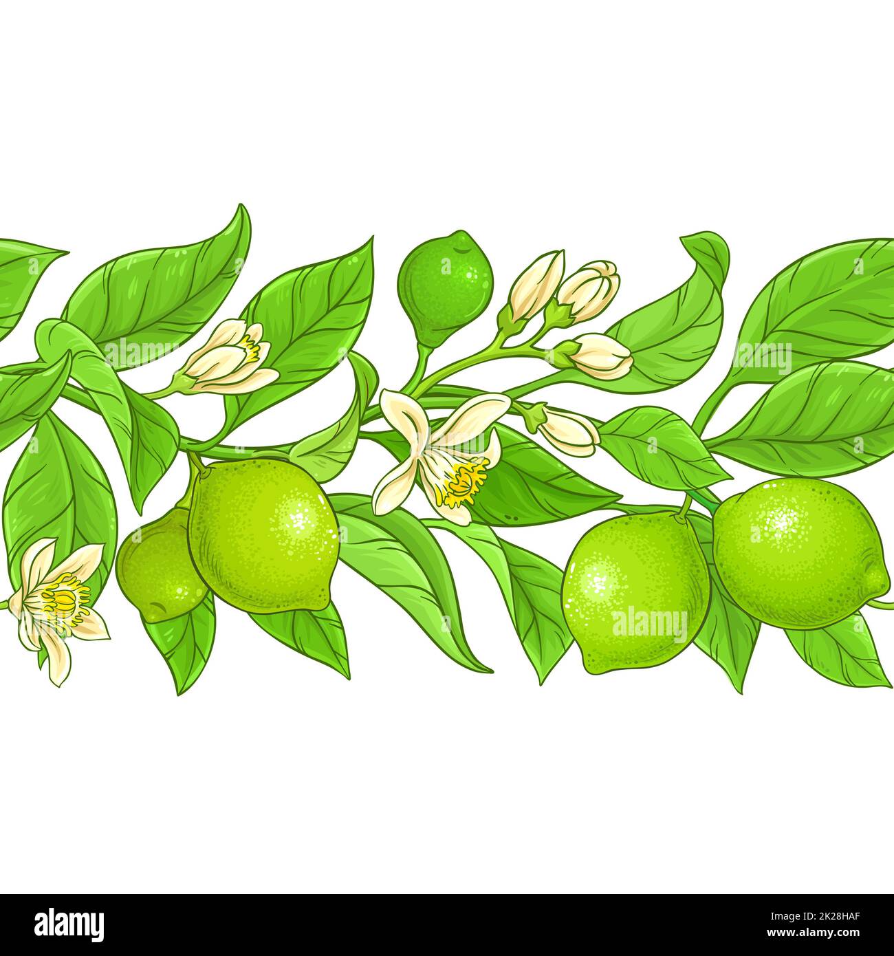 lime branches vector pattern on white background Stock Photo - Alamy