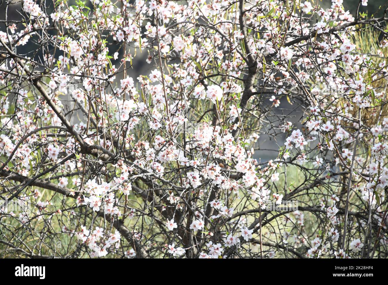 Almond blossoms on almond tree at the Costa Blanca, province of ...