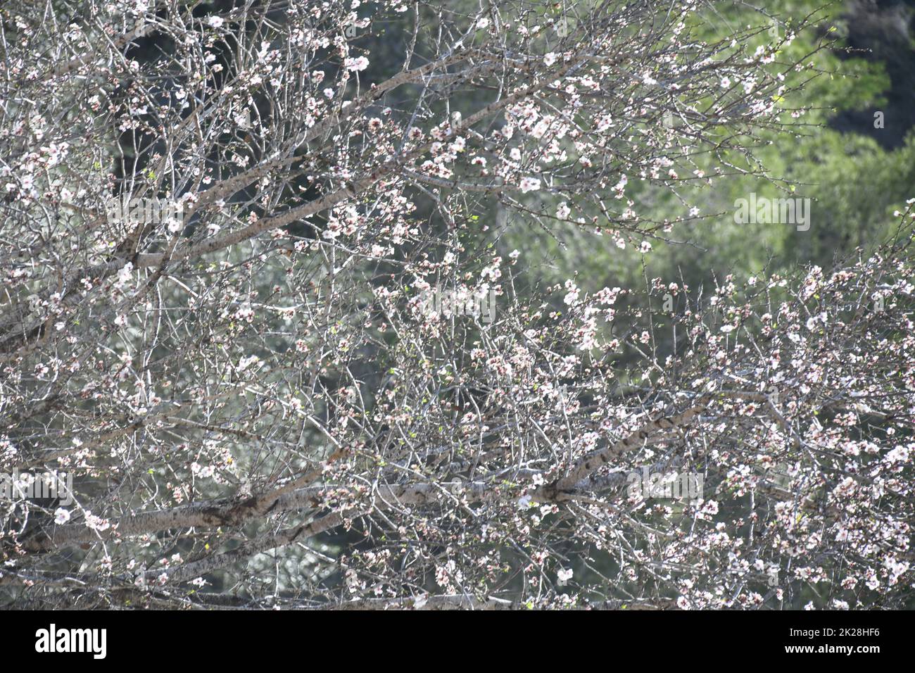 Almond blossoms on almond tree at the Costa Blanca, province of ...