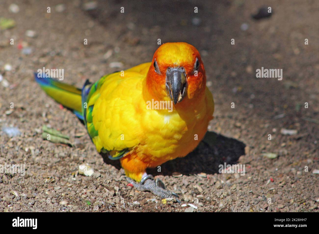 New world parakeet hi-res stock photography and images - Alamy