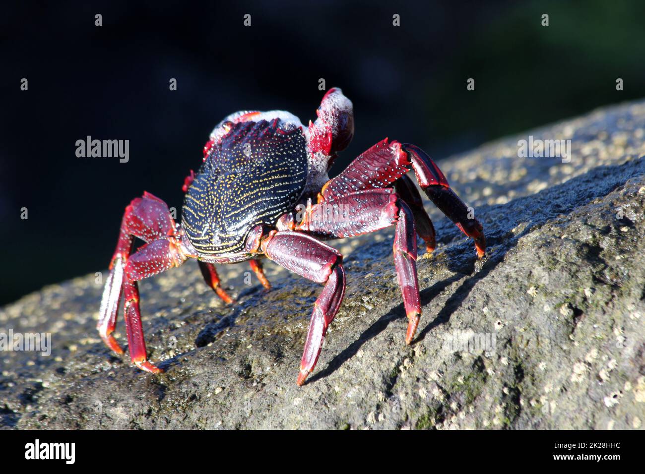 red rock crab Stock Photo - Alamy
