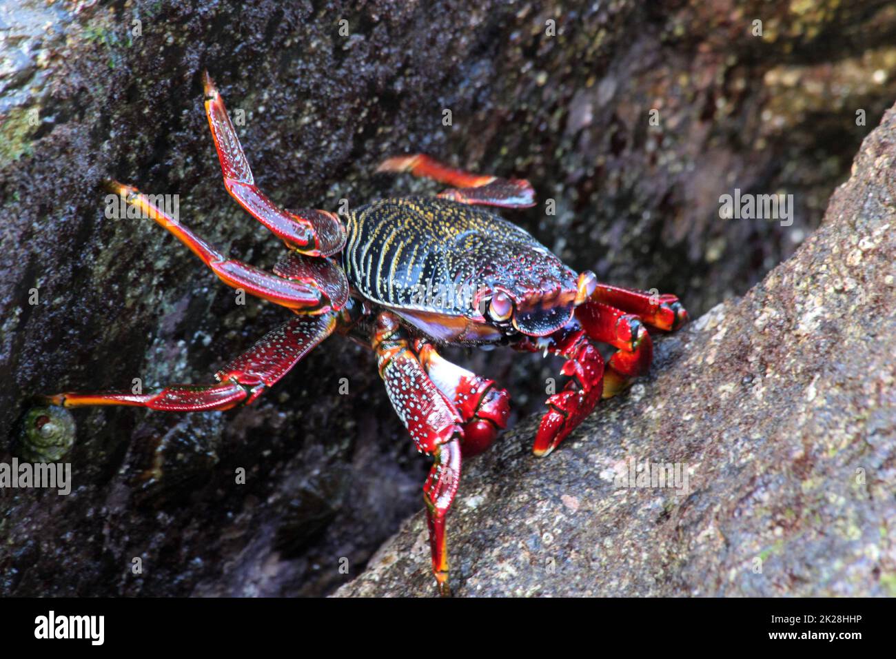 red rock crab Stock Photo - Alamy