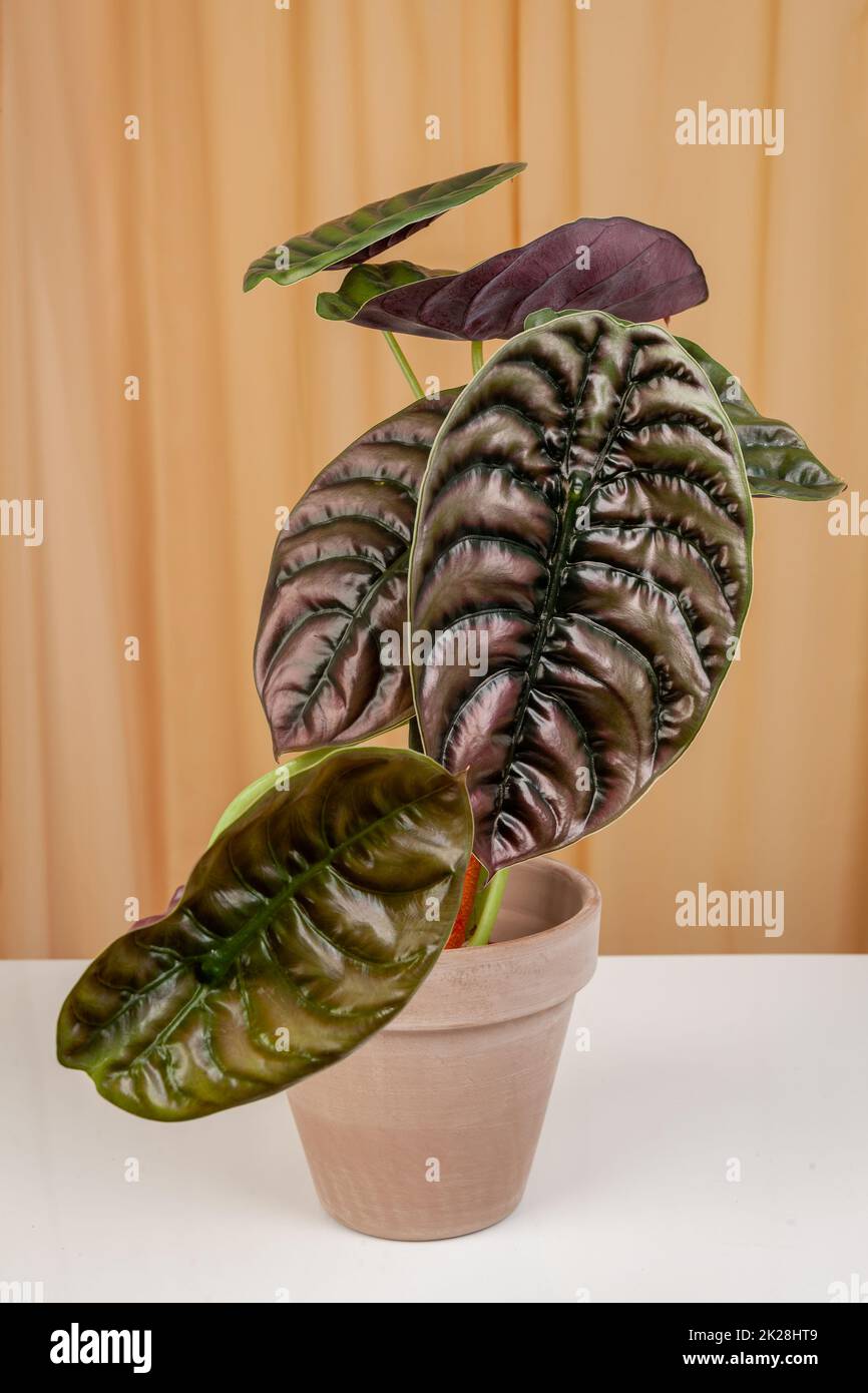 Alocasia Cuprea Red Secret plant in brown ceramic pot Stock Photo - Alamy