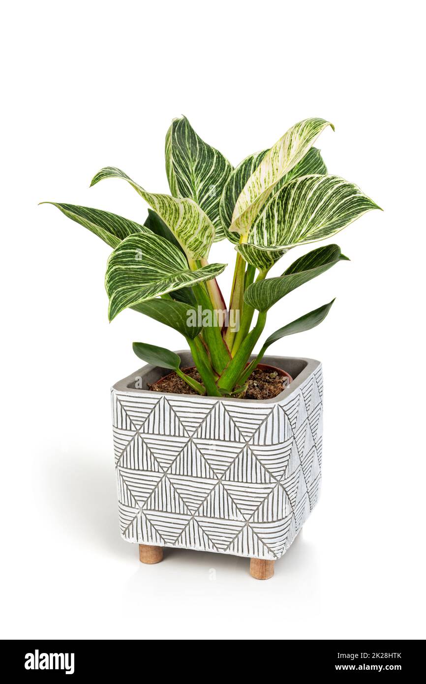 Philodendron Birkin house plant in white textured pot Stock Photo - Alamy