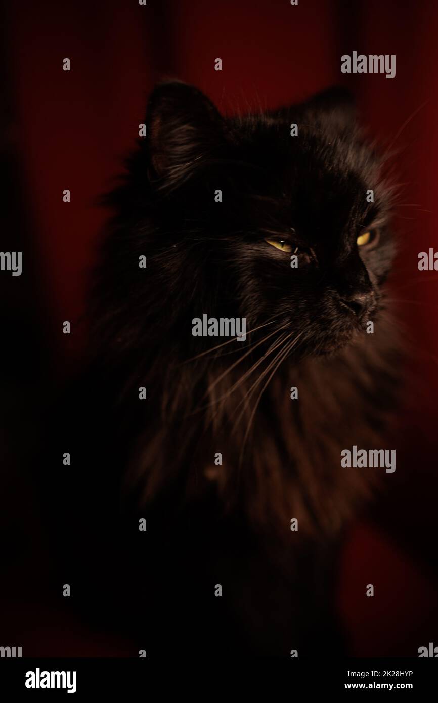 Black angora cat hi-res stock photography and images - Alamy