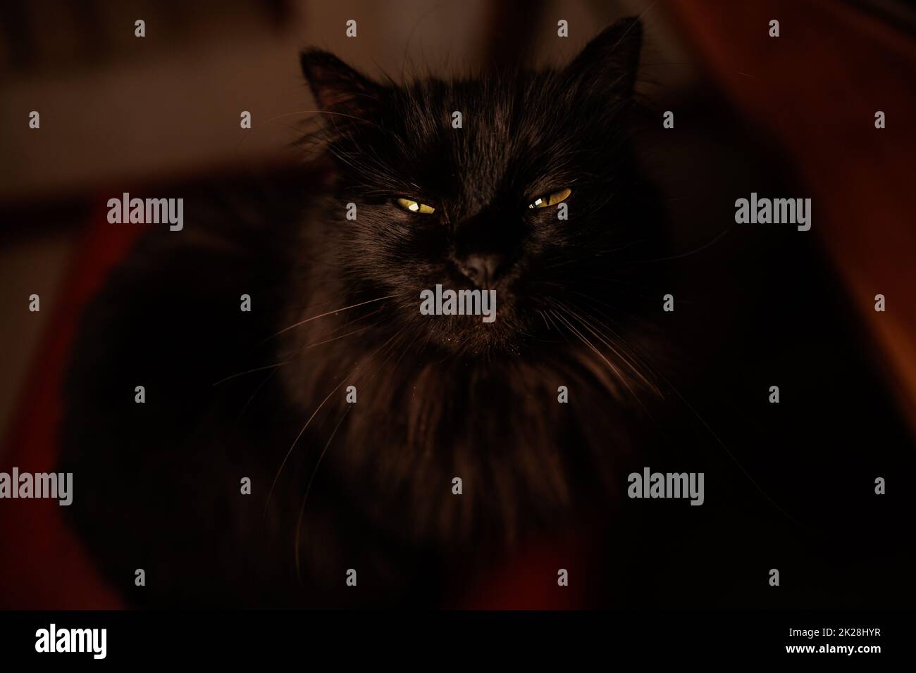 Black angora cat hi-res stock photography and images - Alamy