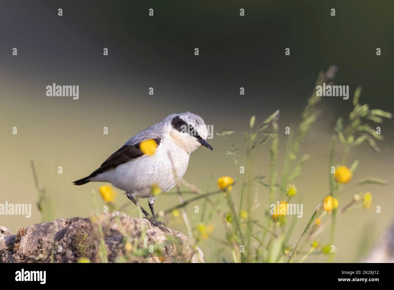 Northern Wheatear (Oenanthe oenanthe). beautiful bird that lives at ...