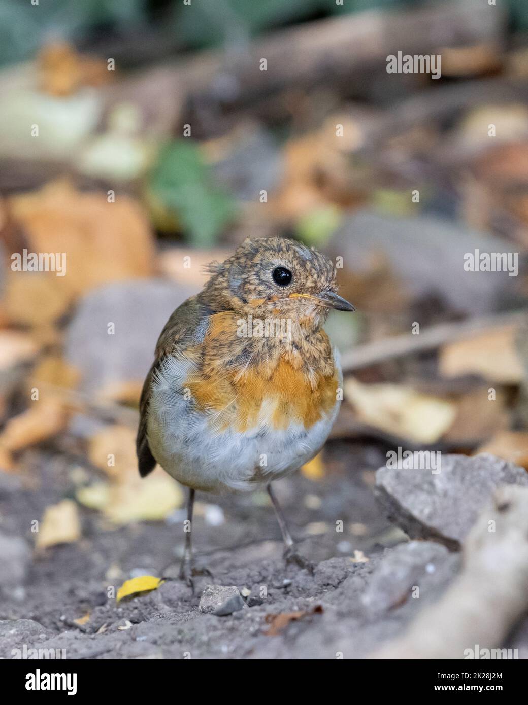 Losing feathers hi-res stock photography and images - Alamy
