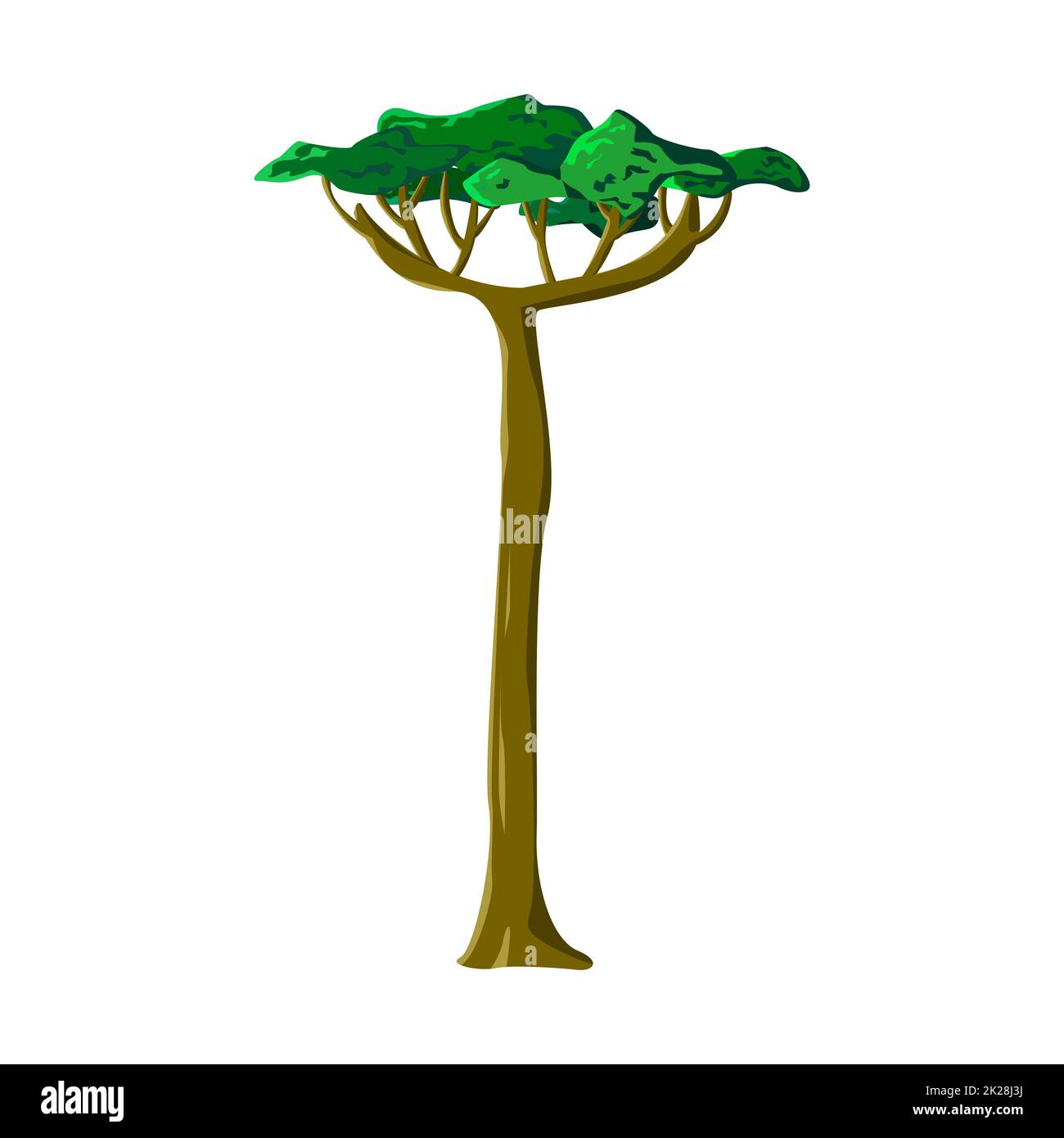 Realistic green old tall tree isolated on white background - Vector ...
