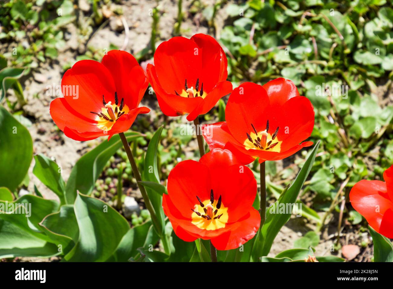 Red tulips bloom in the flowerbed. Flowering of tulips Stock Photo - Alamy