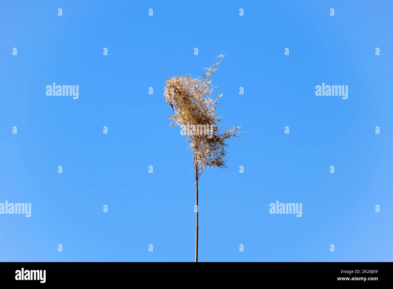 Panicle inflorescence hi-res stock photography and images - Alamy