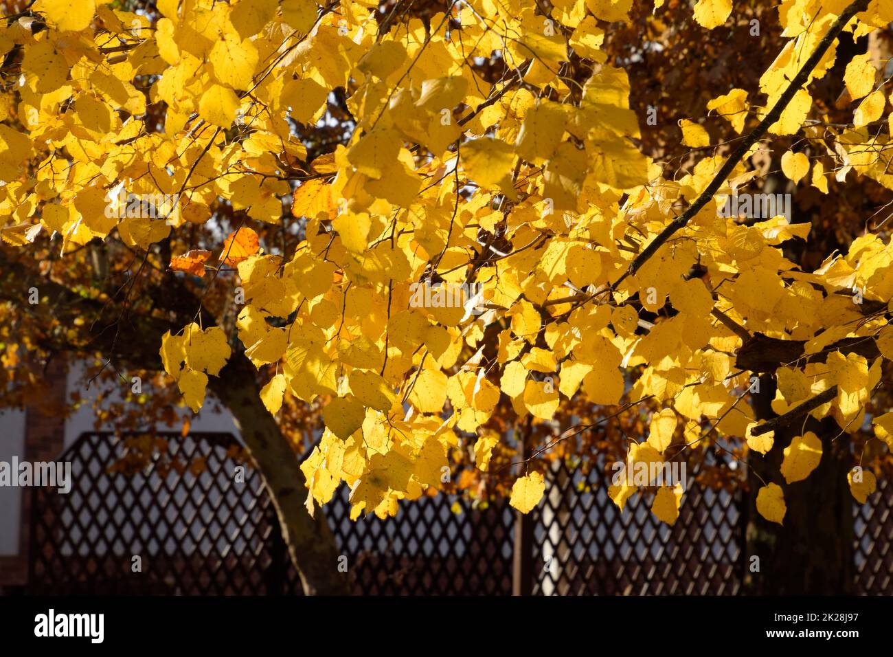 Yellow leaves of a linden. Yellowing leaves on the branches of a tree ...