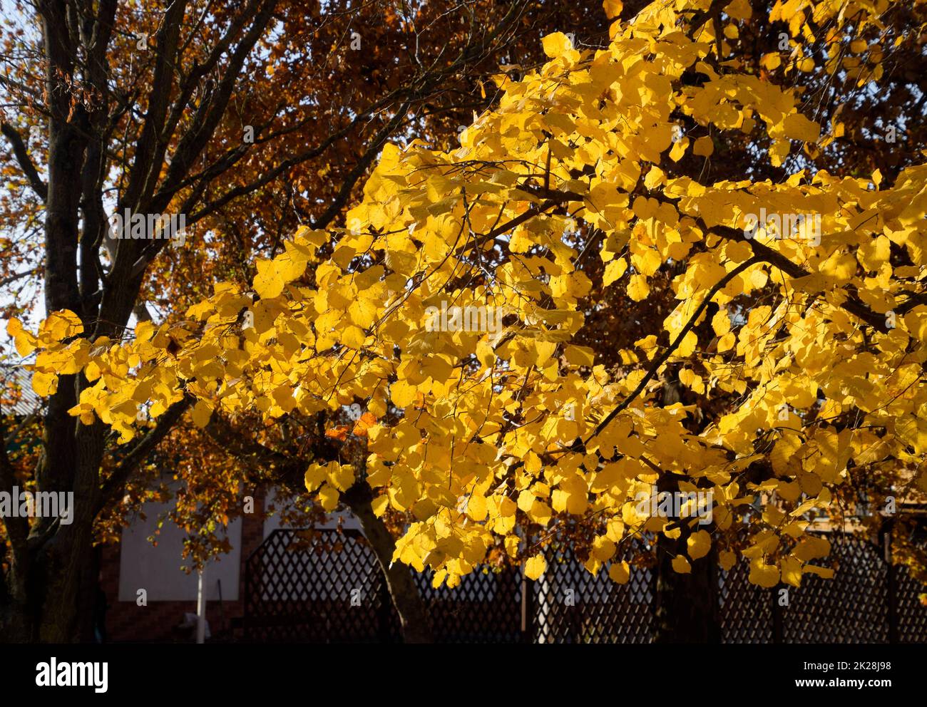 Yellow leaves of a linden. Yellowing leaves on the branches of a tree ...