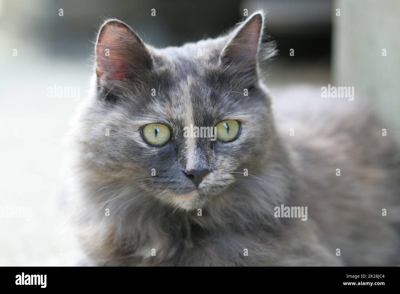 Grey spotted cat hi-res stock photography and images - Alamy