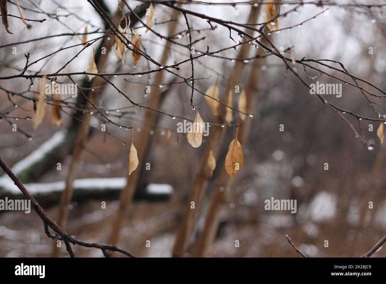 Disorder dry leaves hi-res stock photography and images - Alamy