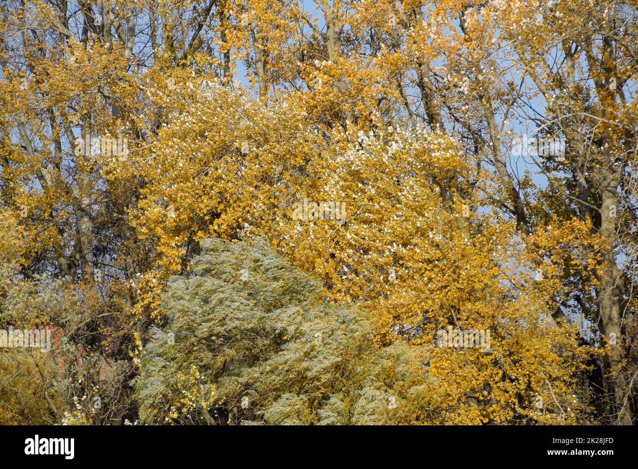 Poplar trees leaves hi-res stock photography and images - Alamy