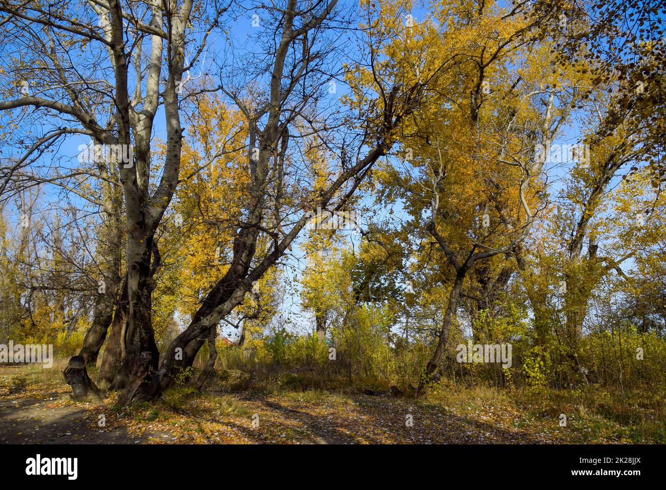 Poplar trees leaves hi-res stock photography and images - Alamy