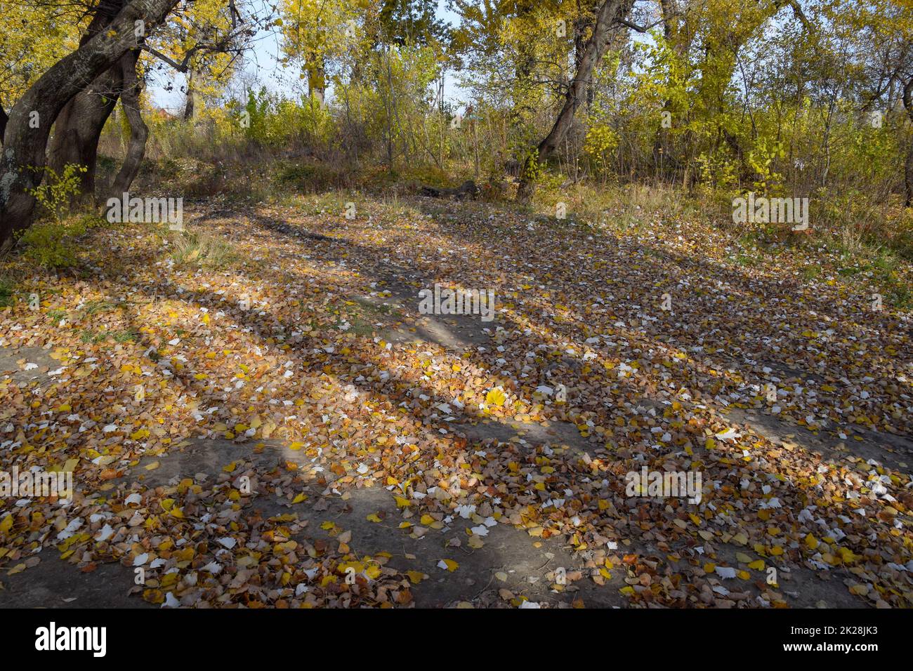 Autumn poplar trees shed their leaves. Fall in nature Stock Photo - Alamy