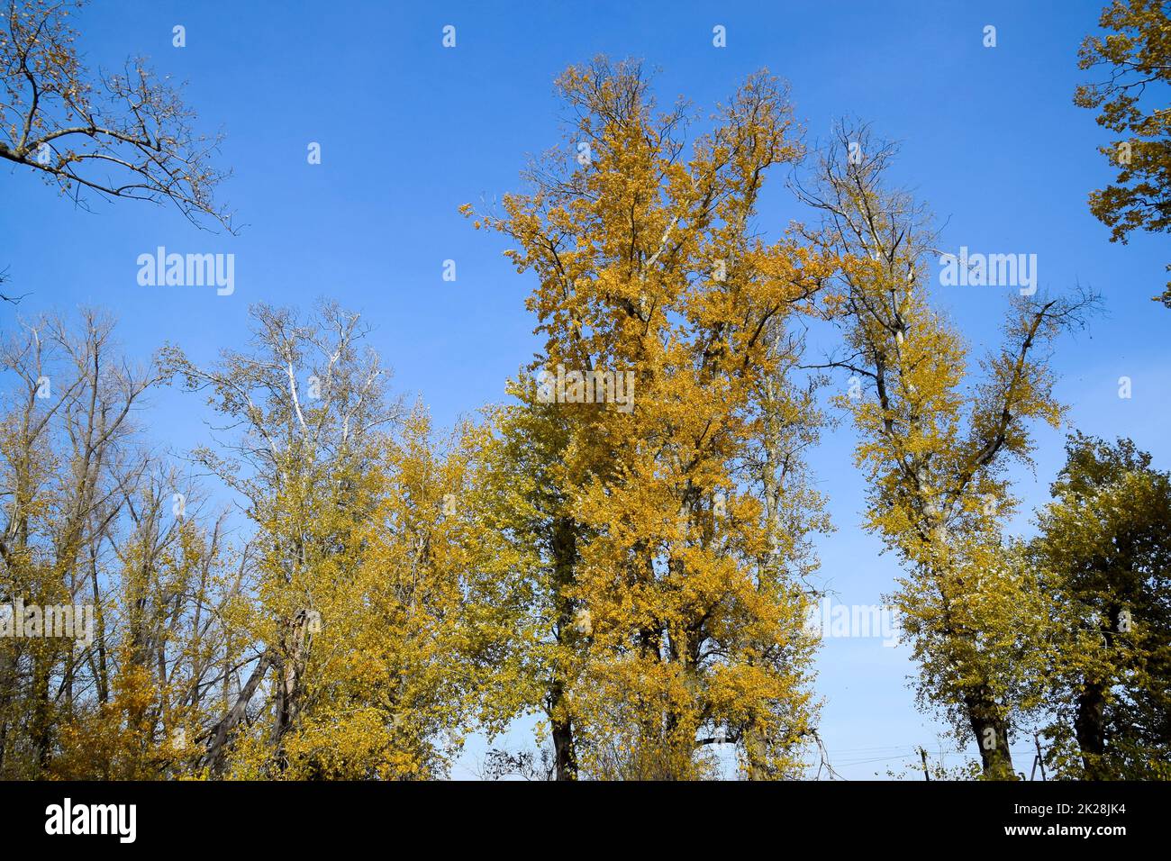 Poplar trees leaves hi-res stock photography and images - Alamy