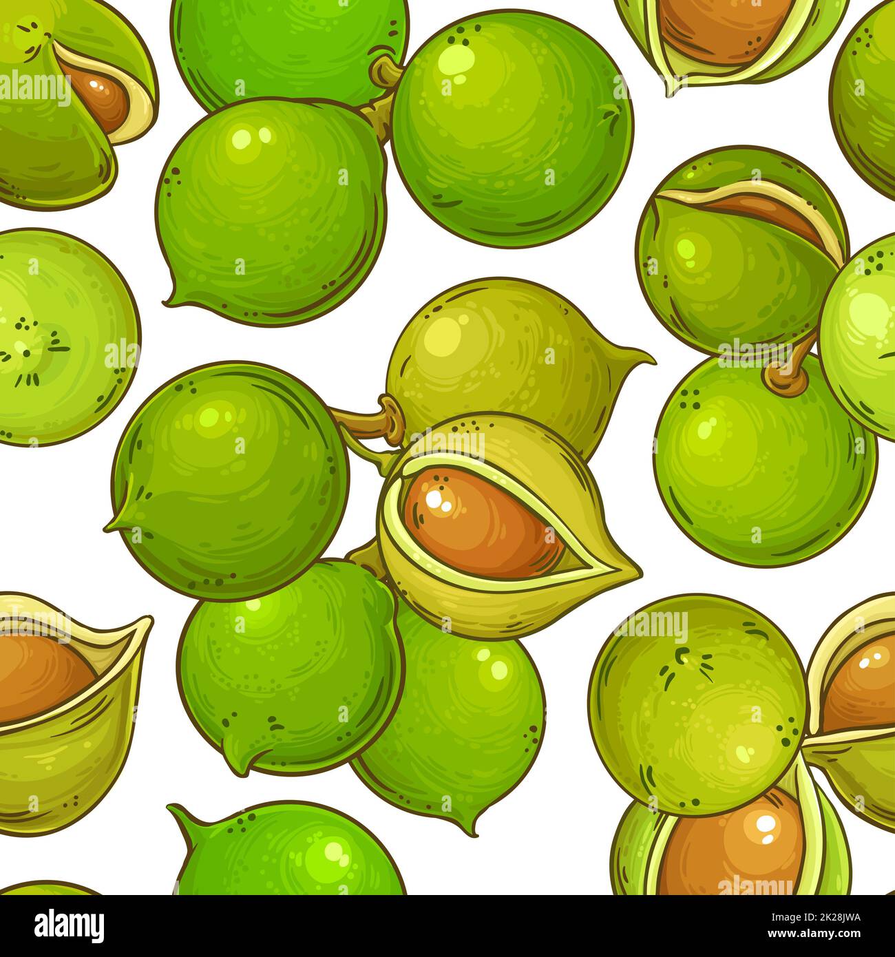 macadamia nuts vector pattern on white background Stock Photo - Alamy
