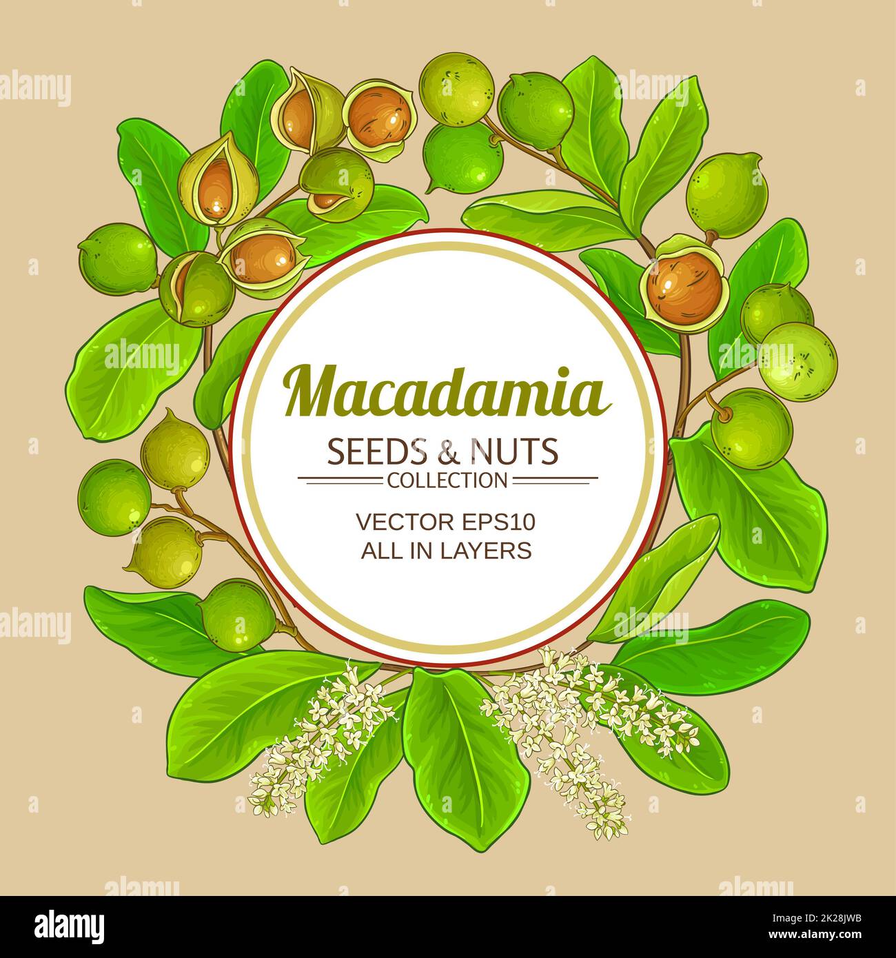 macadamia branches vector frame Stock Photo - Alamy