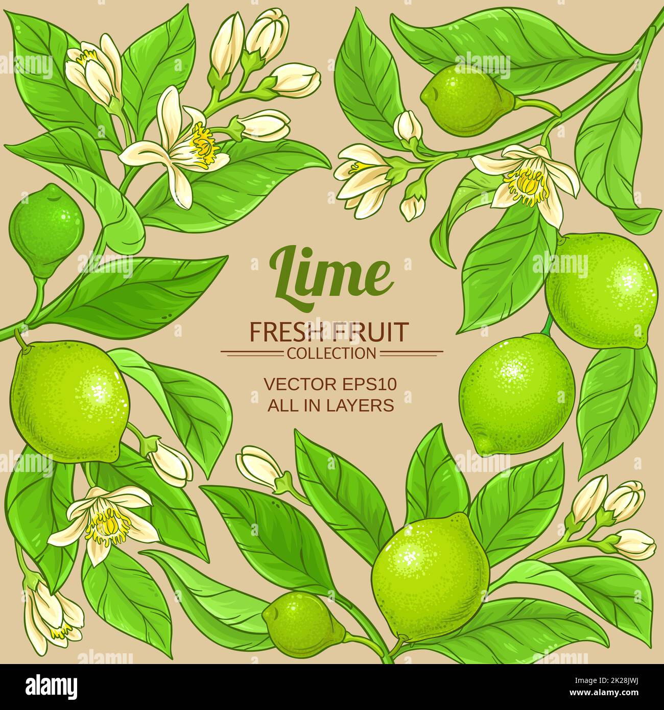 lime branches vector frame on color background Stock Photo - Alamy