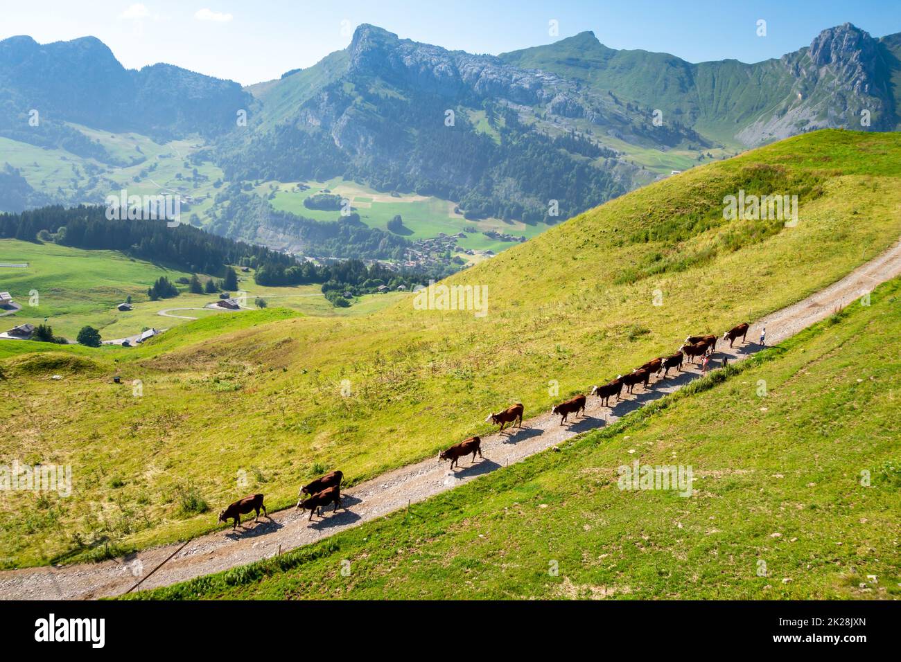 Dairy cows france hi-res stock photography and images - Alamy
