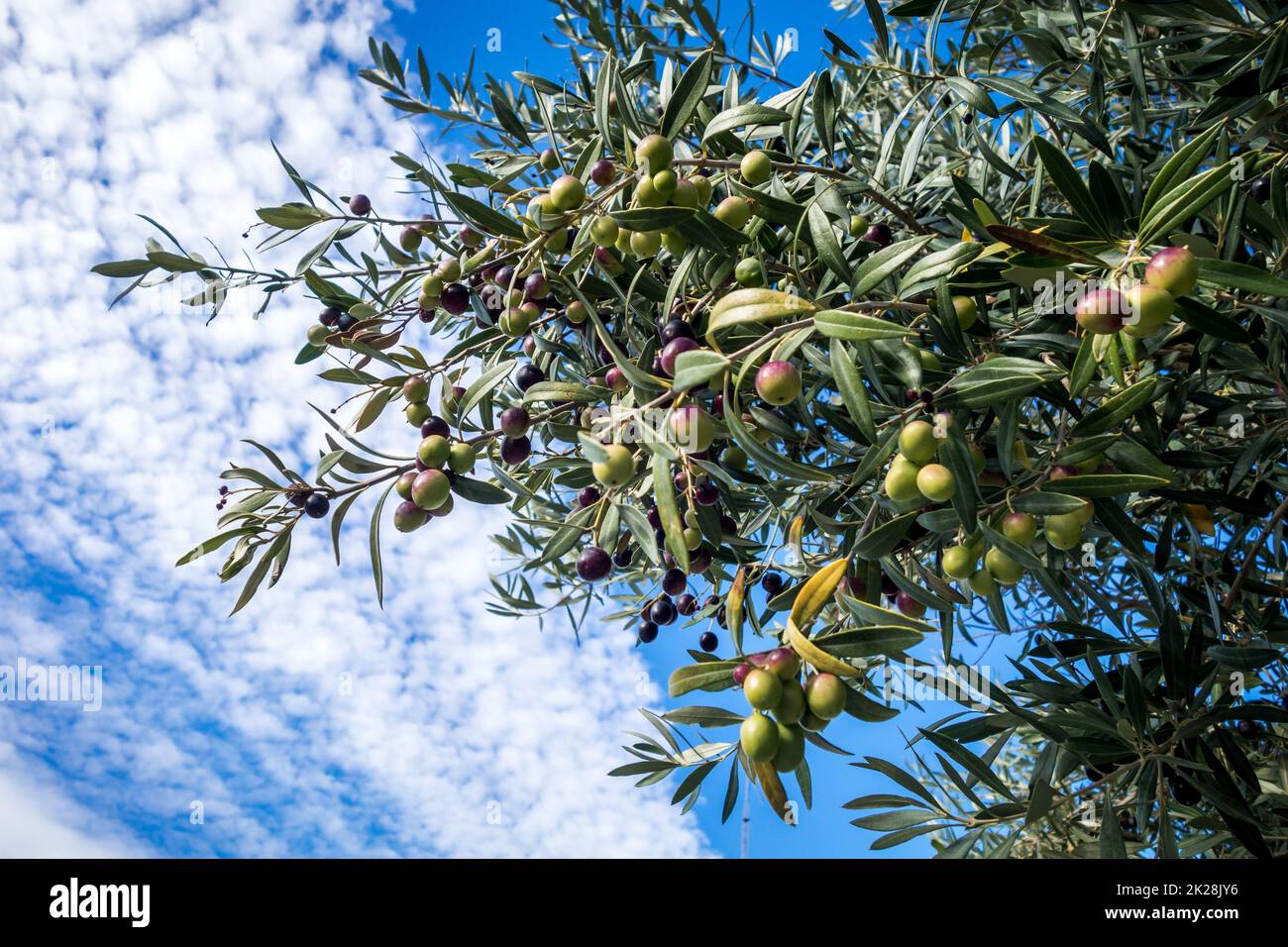 Olive three hi-res stock photography and images - Alamy