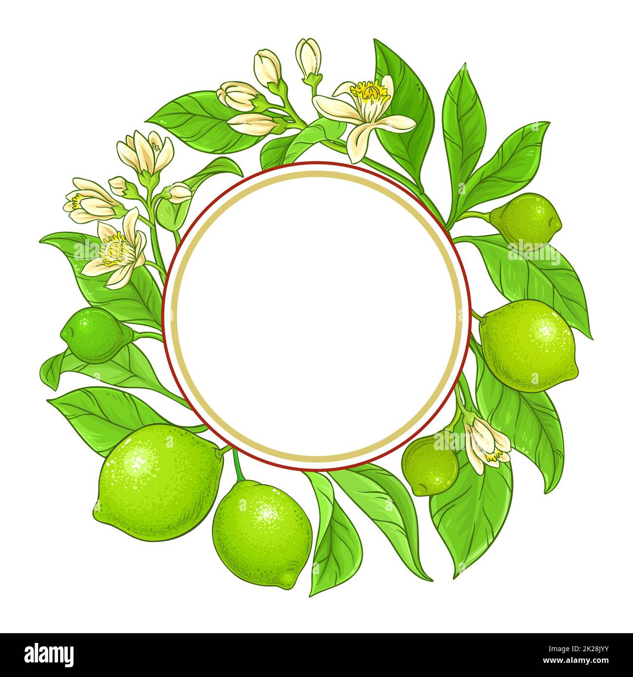 lime branches vector frame on white background Stock Photo - Alamy