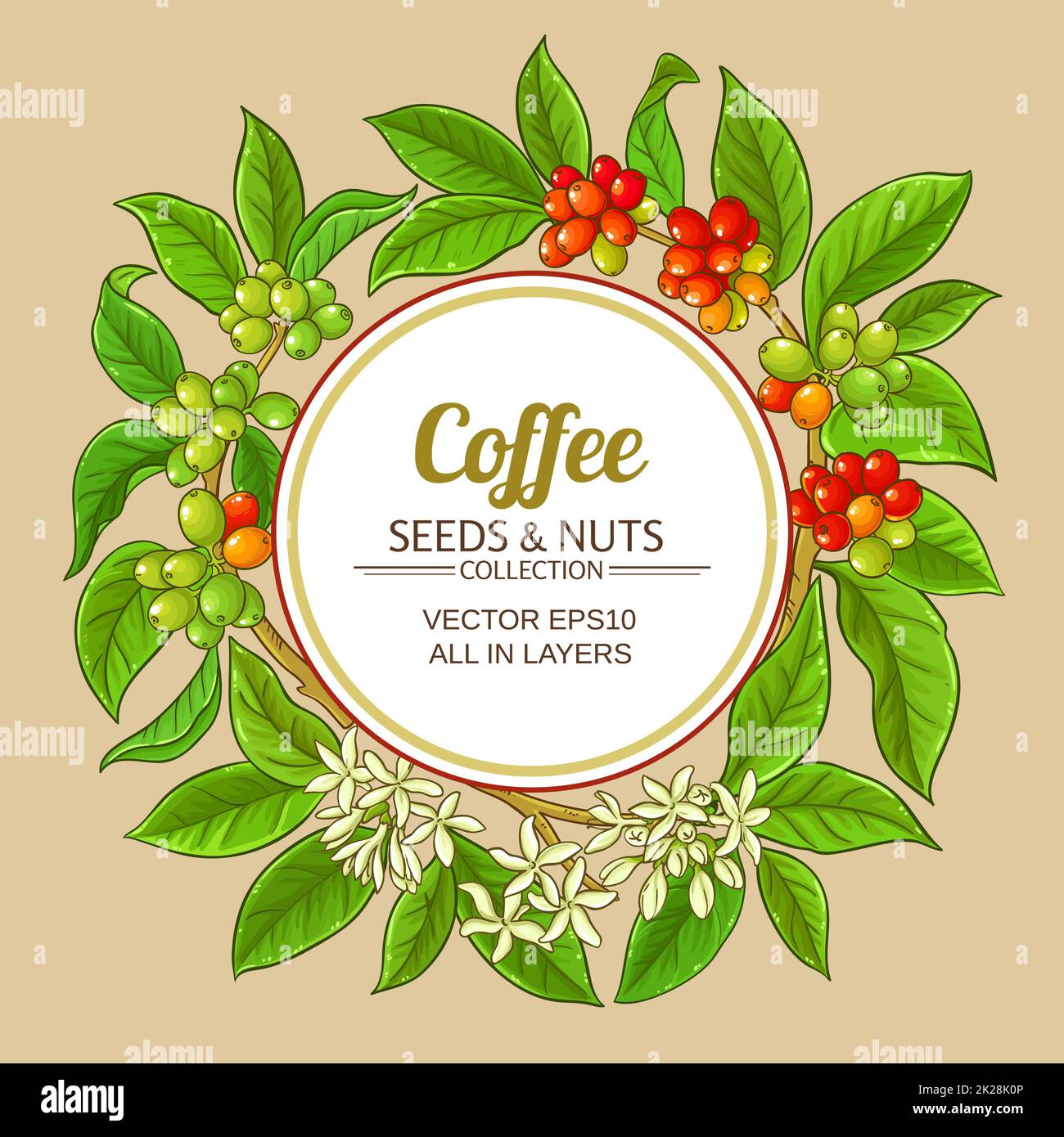 coffee branches vector frame on color background Stock Photo - Alamy