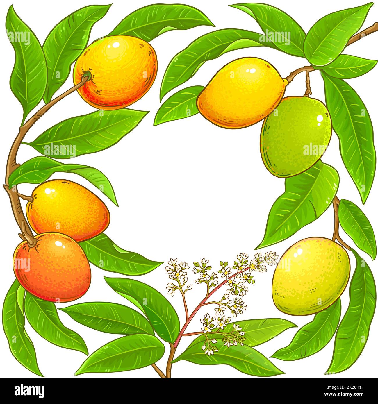 mango branches vector frame on white background Stock Photo - Alamy
