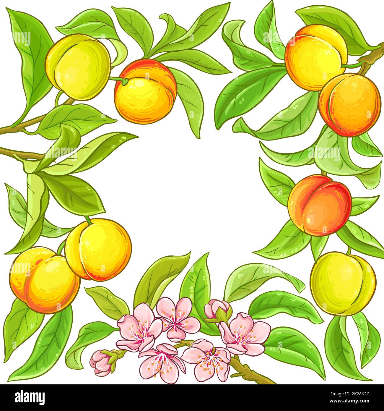 peach branches vector frame on white background Stock Photo - Alamy