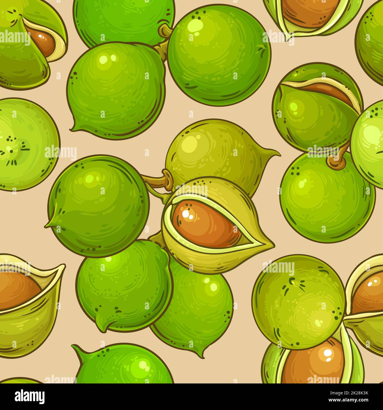 macadamia nuts vector pattern on color background Stock Photo - Alamy