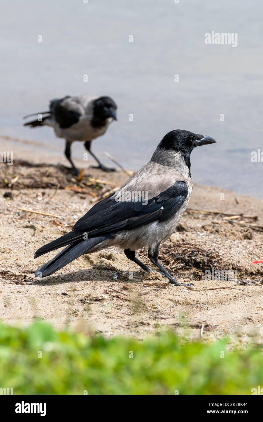Hooded Crow - Jackdaw standing on the shore of a lake Stock Photo - Alamy