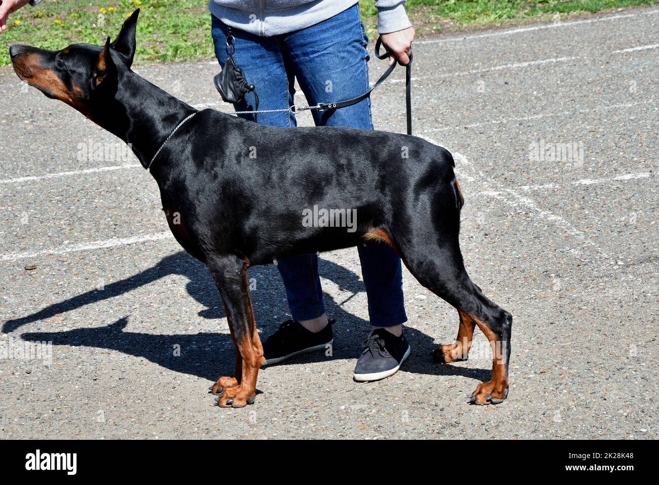 Doberman breed dog Stock Photo - Alamy