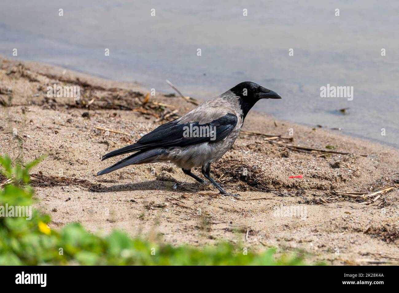 Hooded Crow - Jackdaw standing on the shore of a lake Stock Photo - Alamy