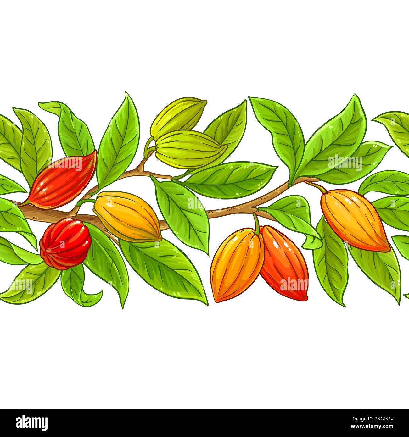 cocoa branches vector pattern on white background Stock Photo - Alamy